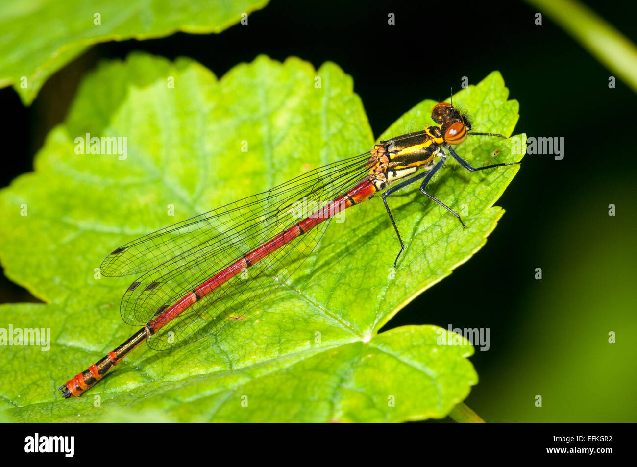 Large red damselfly (Pyrrhosoma nymphula), adult female form fulvipes ...