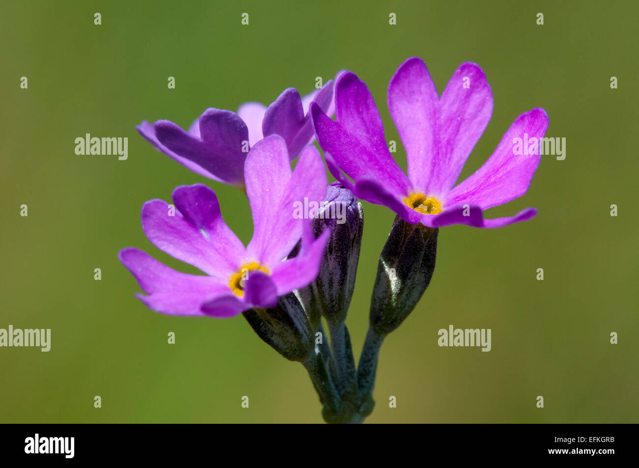 Close-up on the flower head of a birdseye primrose (Primula farinosa ...