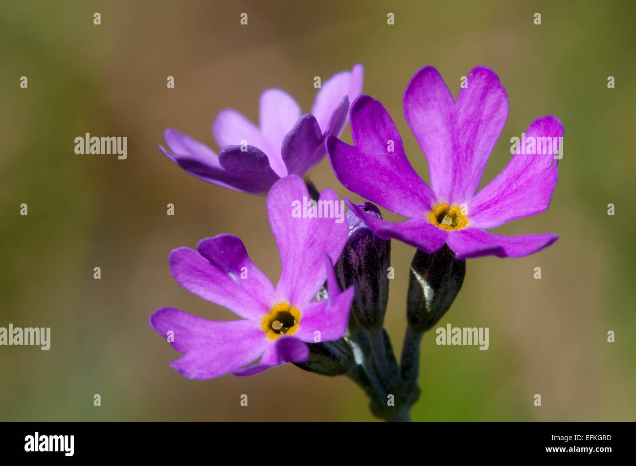 Primrose hall hi-res stock photography and images - Alamy