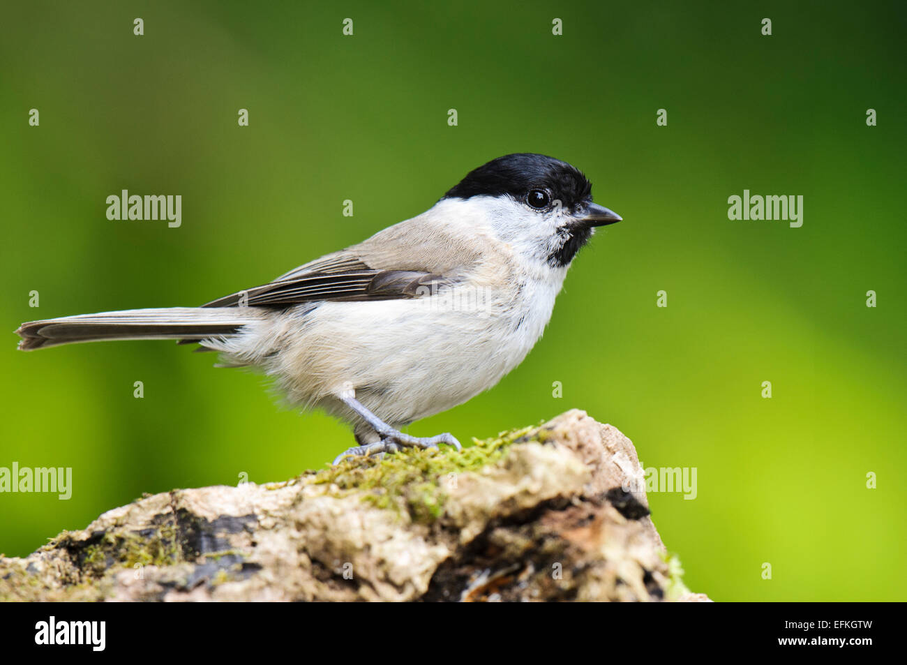Marsh tit (Parus palustris) adult perched on a log at Hale in Cumbria ...
