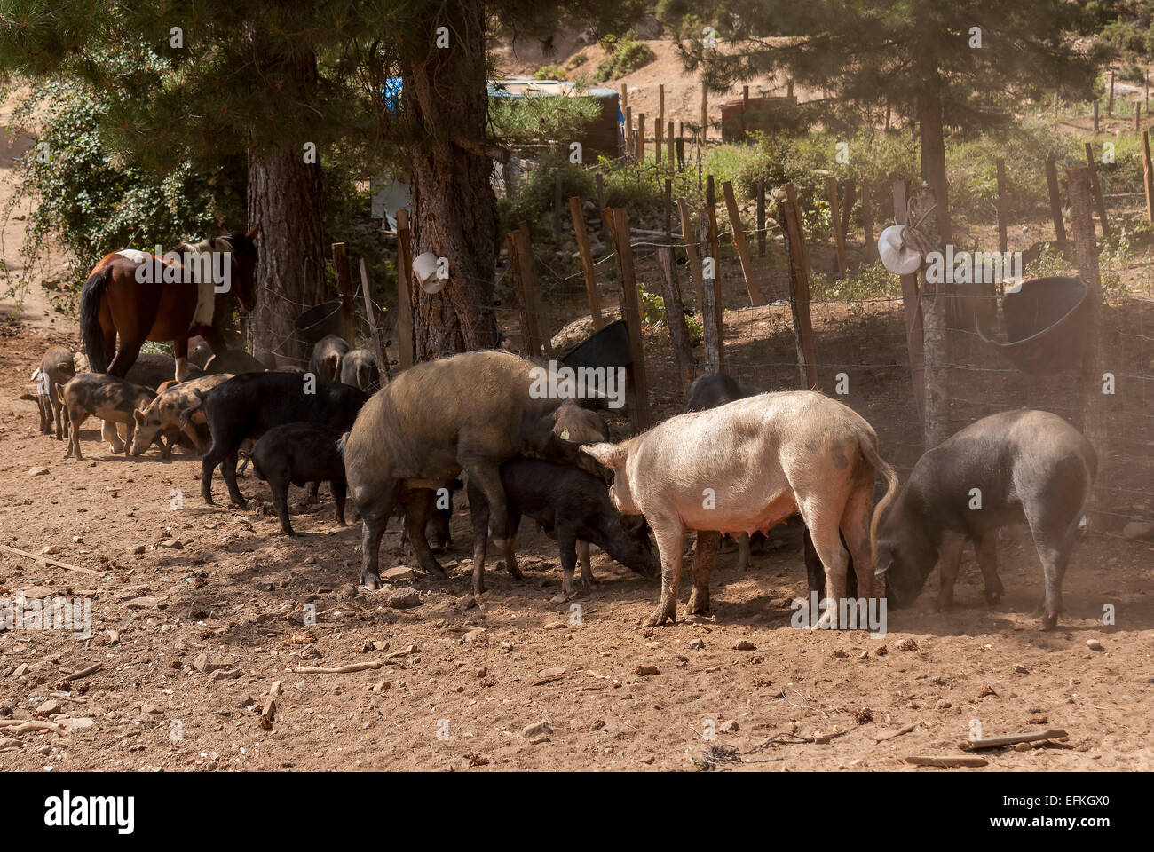 groupe de cochons sur la route du col de vergio corse france Stock ...
