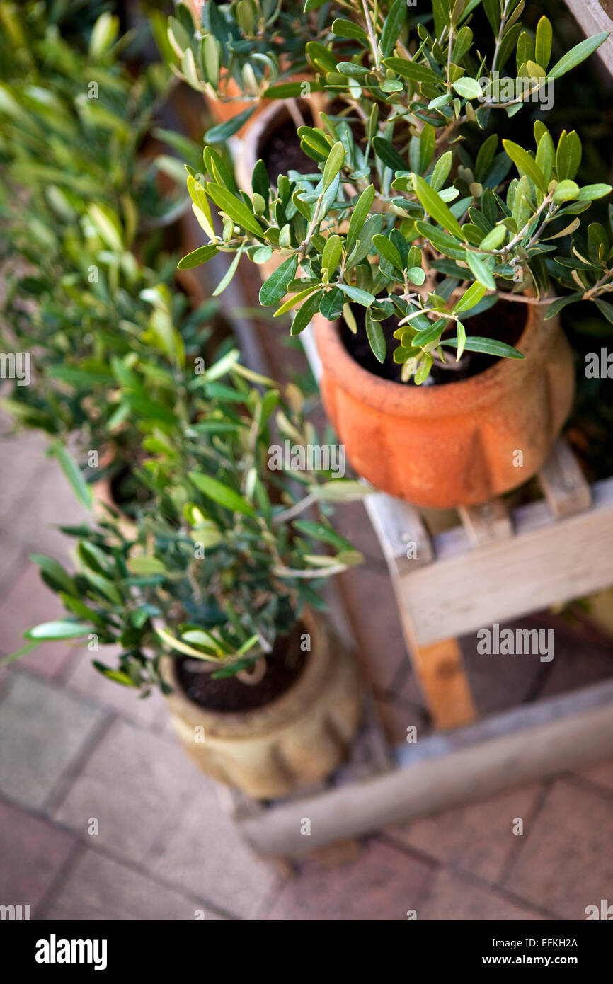 Terrace vegetation hi-res stock photography and images - Alamy