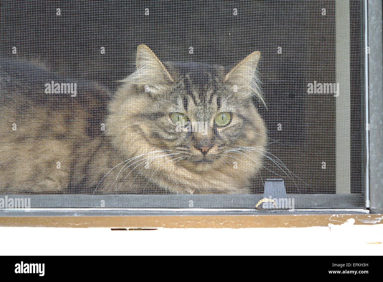 Gray long haired cat laying behind a screen Stock Photo - Alamy