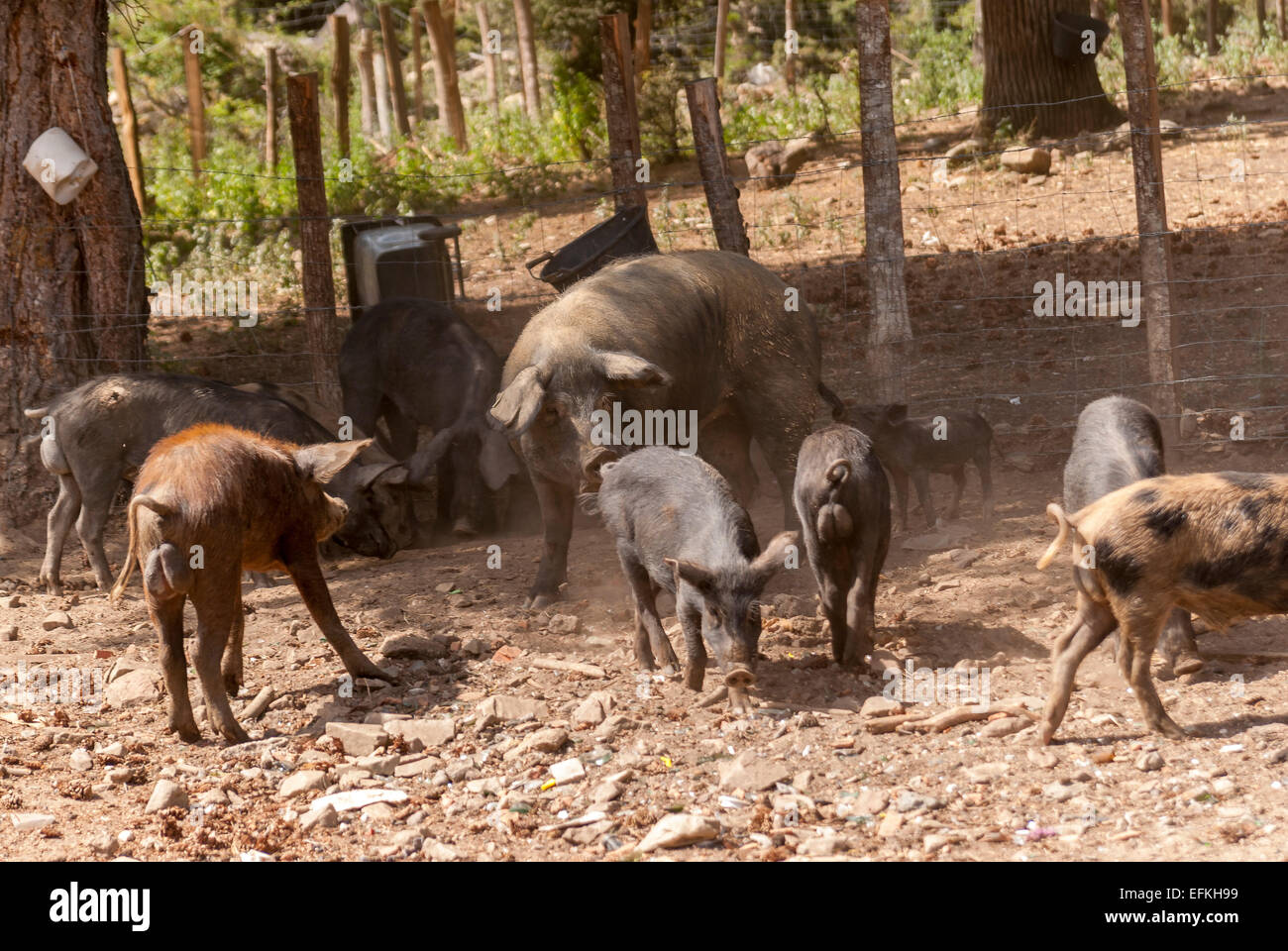 groupe de cochons sur la route du col de vergio corse france Stock ...