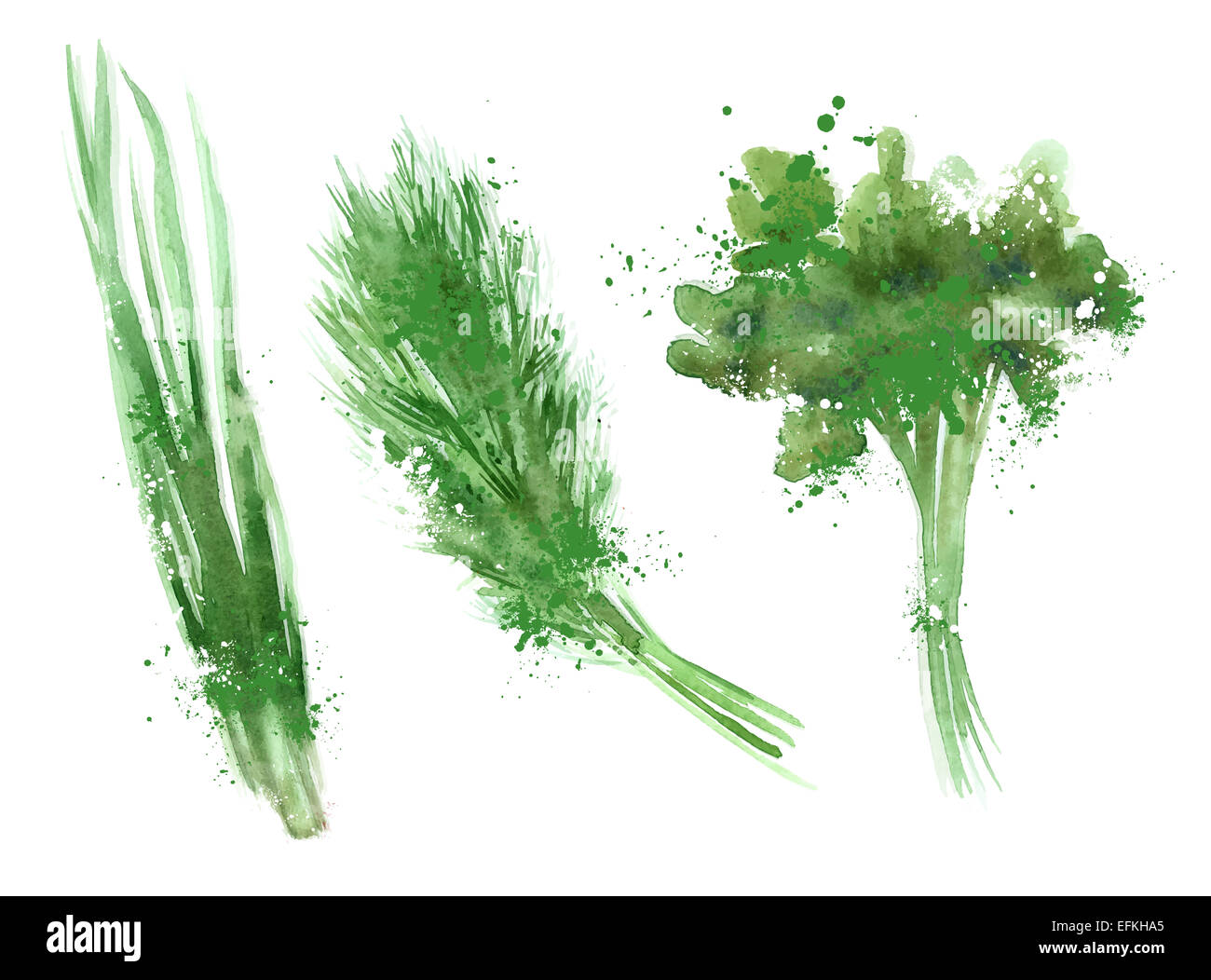 Parsley plant logo vector Cut Out Stock Images & Pictures - Alamy