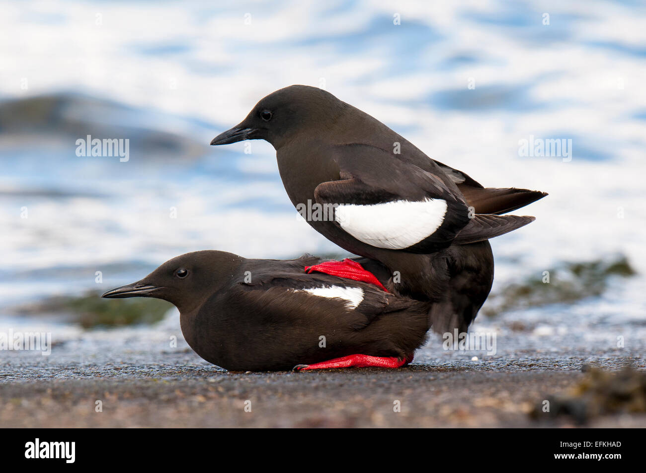 Black Guillemots (Cepphus grylle) adults mating on the harbour wall in ...