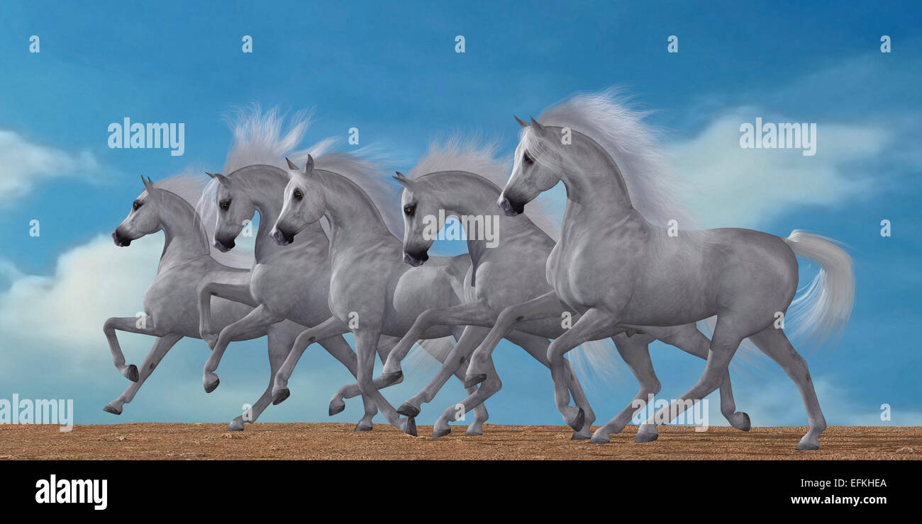 A herd of beautiful white Arabian horses in a wild desert environment ...