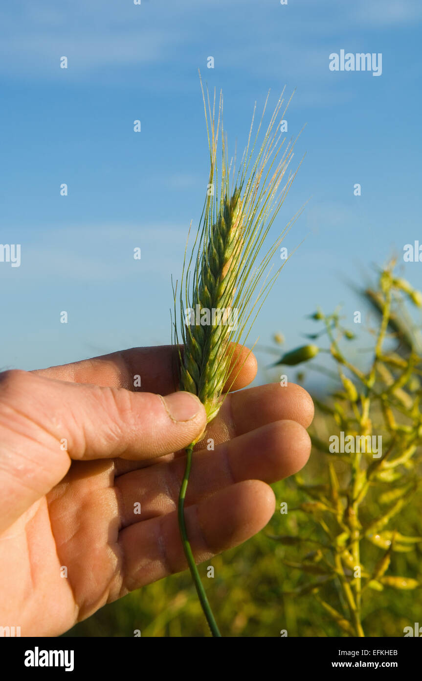 Hand of farmer holding ear of corn in field Stock Photo - Alamy