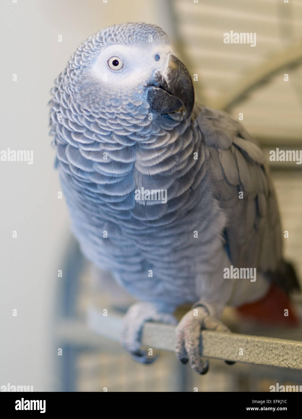 Parrot african grey bird hi-res stock photography and images - Alamy