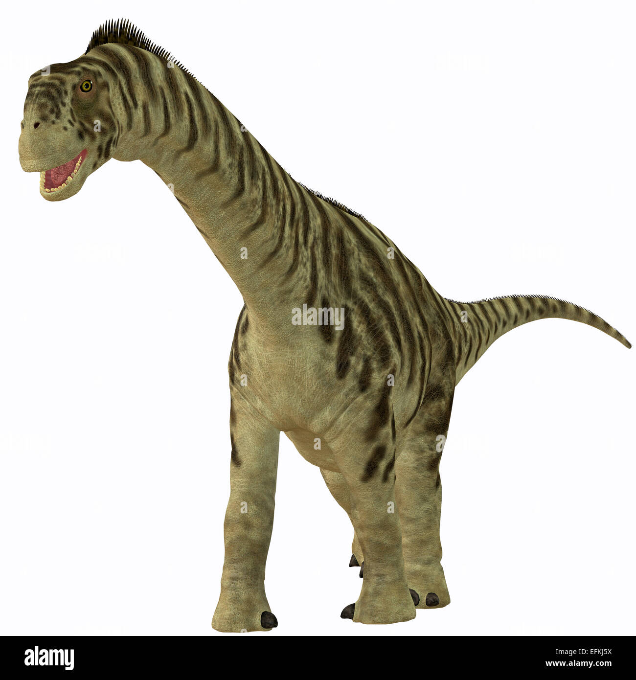Camarasaurus was a sauropod herbivore dinosaur that lived in the ...