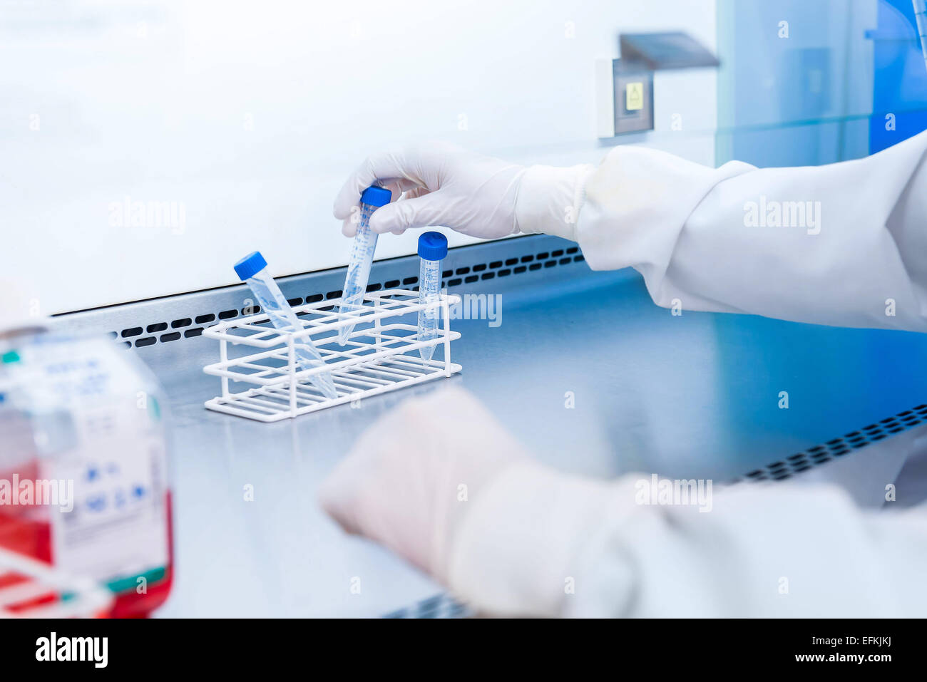 Cancer research laboratory, hands of male scientist preparing cells for ...