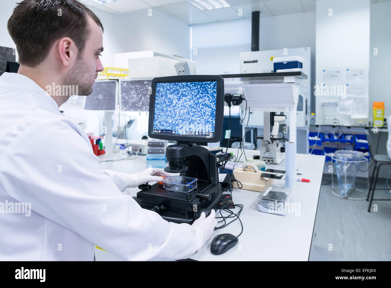 Cancer research laboratory, scientist studying cells under the ...
