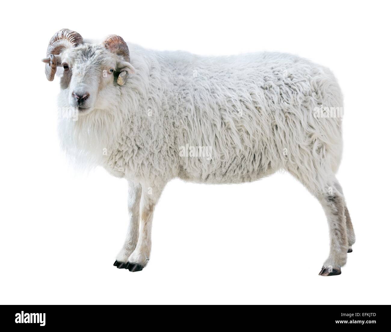 Sheep in fleece Cut Out Stock Images & Pictures - Alamy