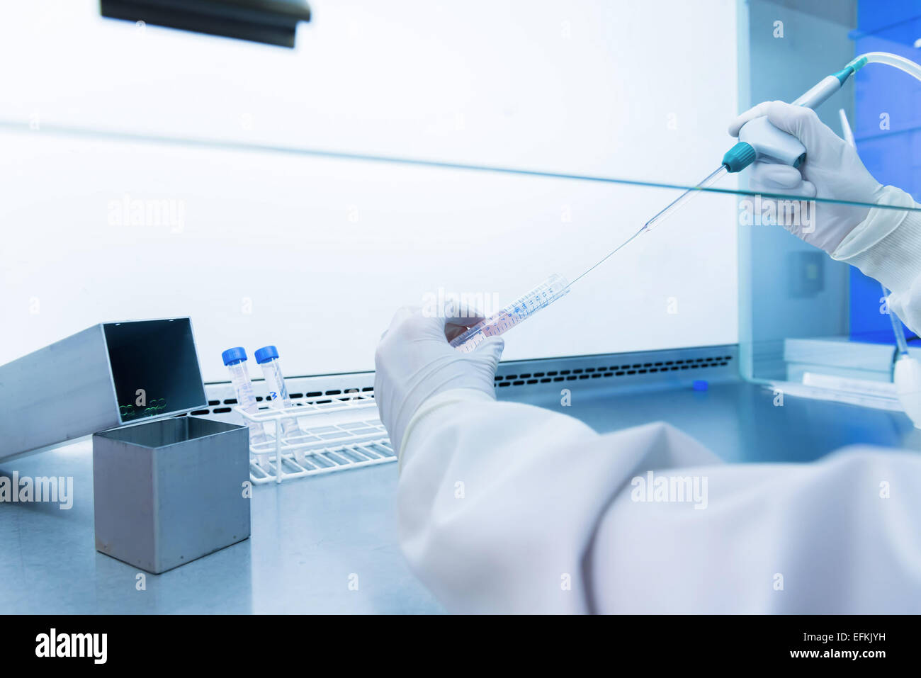 Cancer research laboratory, hands of scientist dispensing cells with an ...