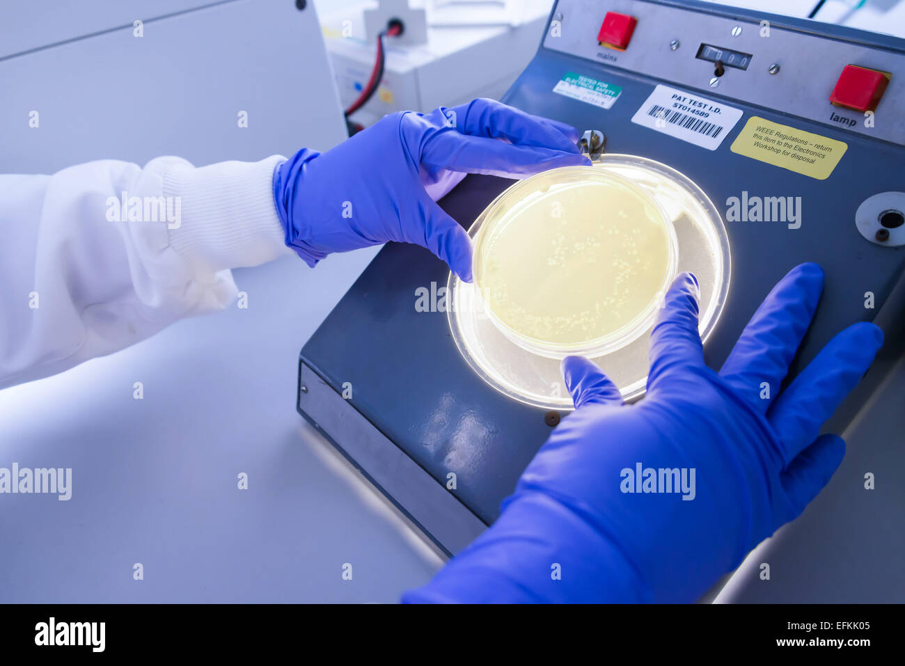 Cancer research laboratory, female scientist studying cells growing in ...