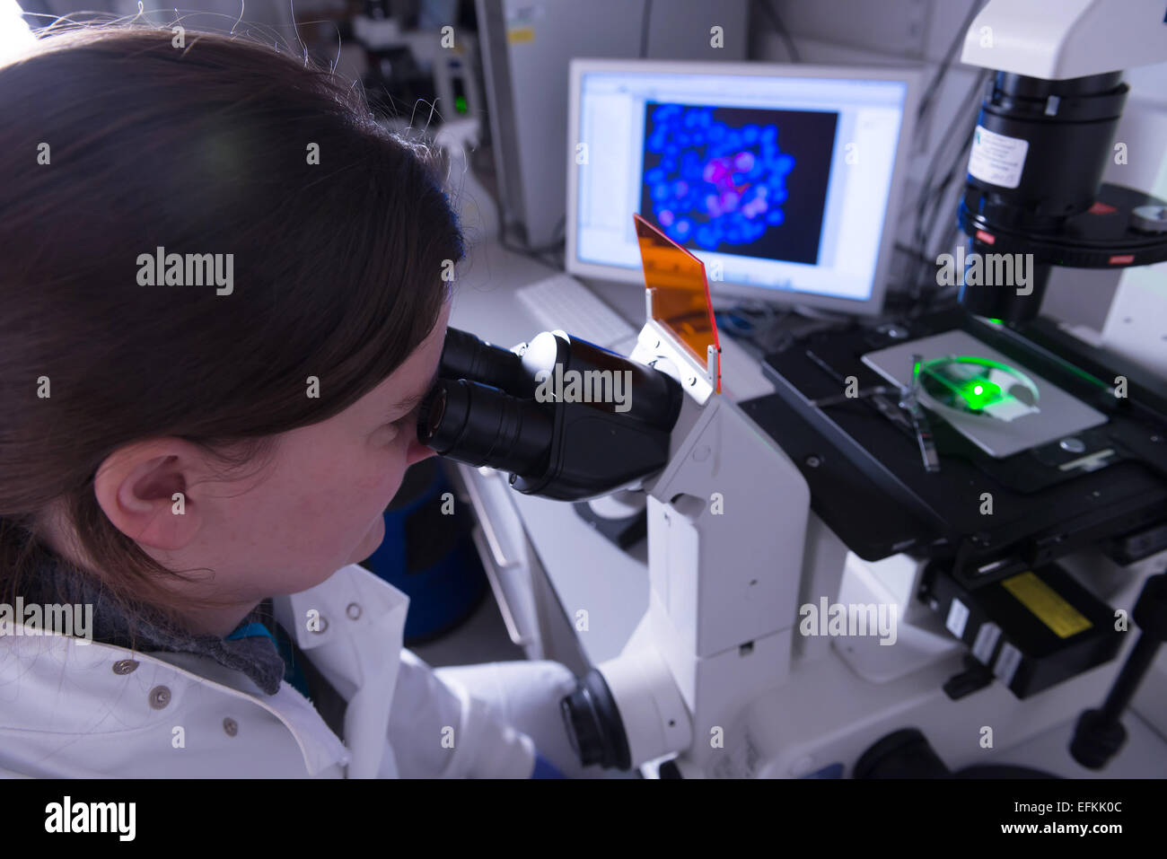 Cancer research laboratory, female scientist studying electronic ...
