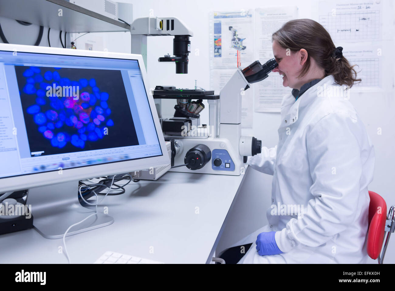 Cancer research laboratory, female scientist studying cells under ...