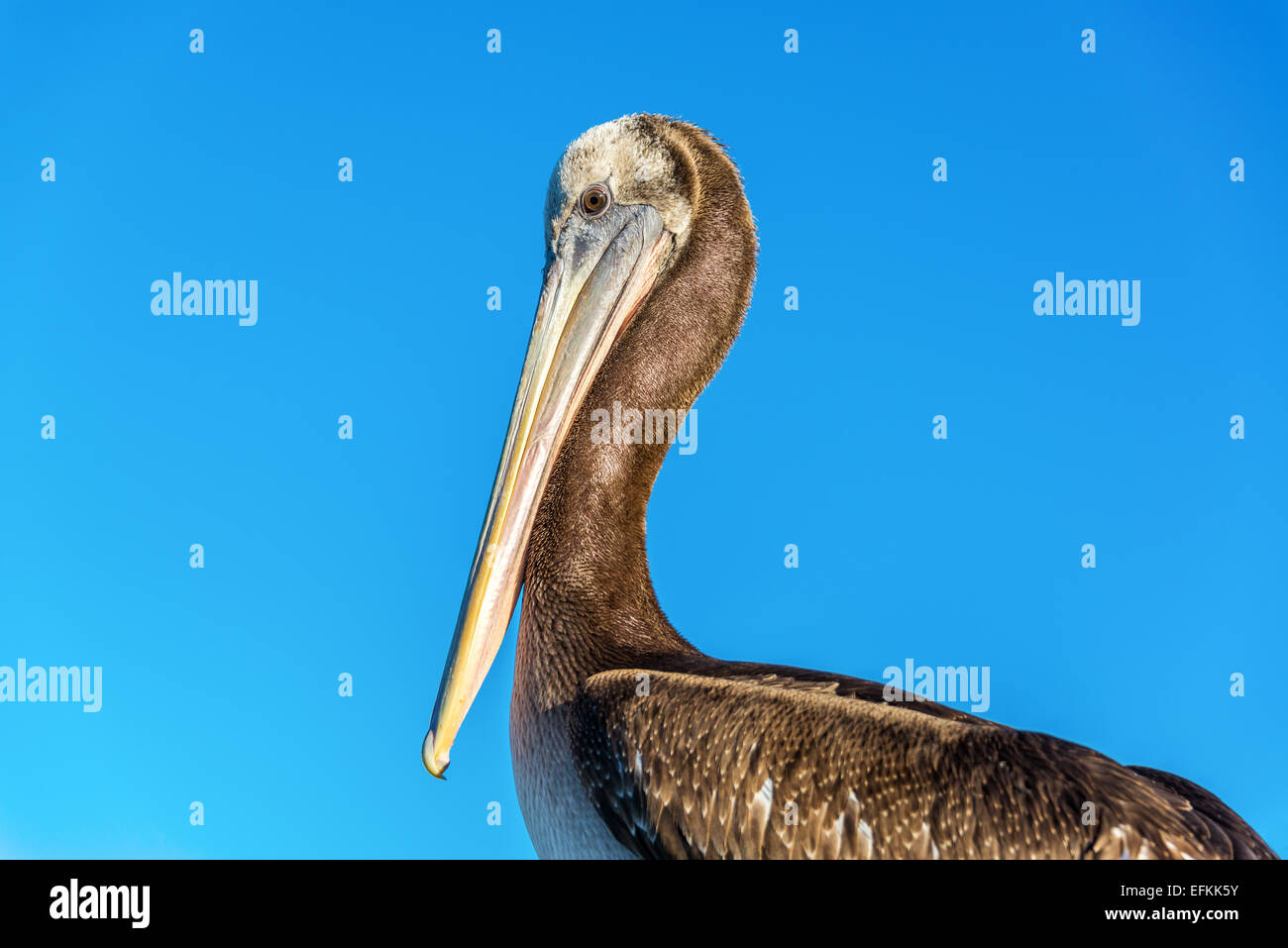 A pelican with a deep blue sky in the background seen in Coquimbo ...