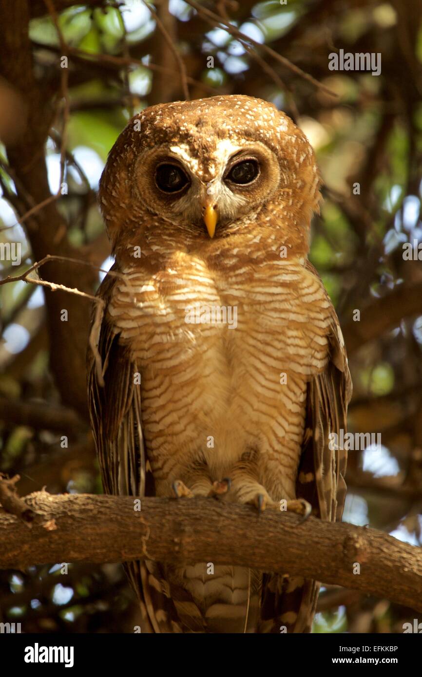 African wood owl (Strix woodfordii), Mana Pools, Zimbabwe, Africa Stock ...