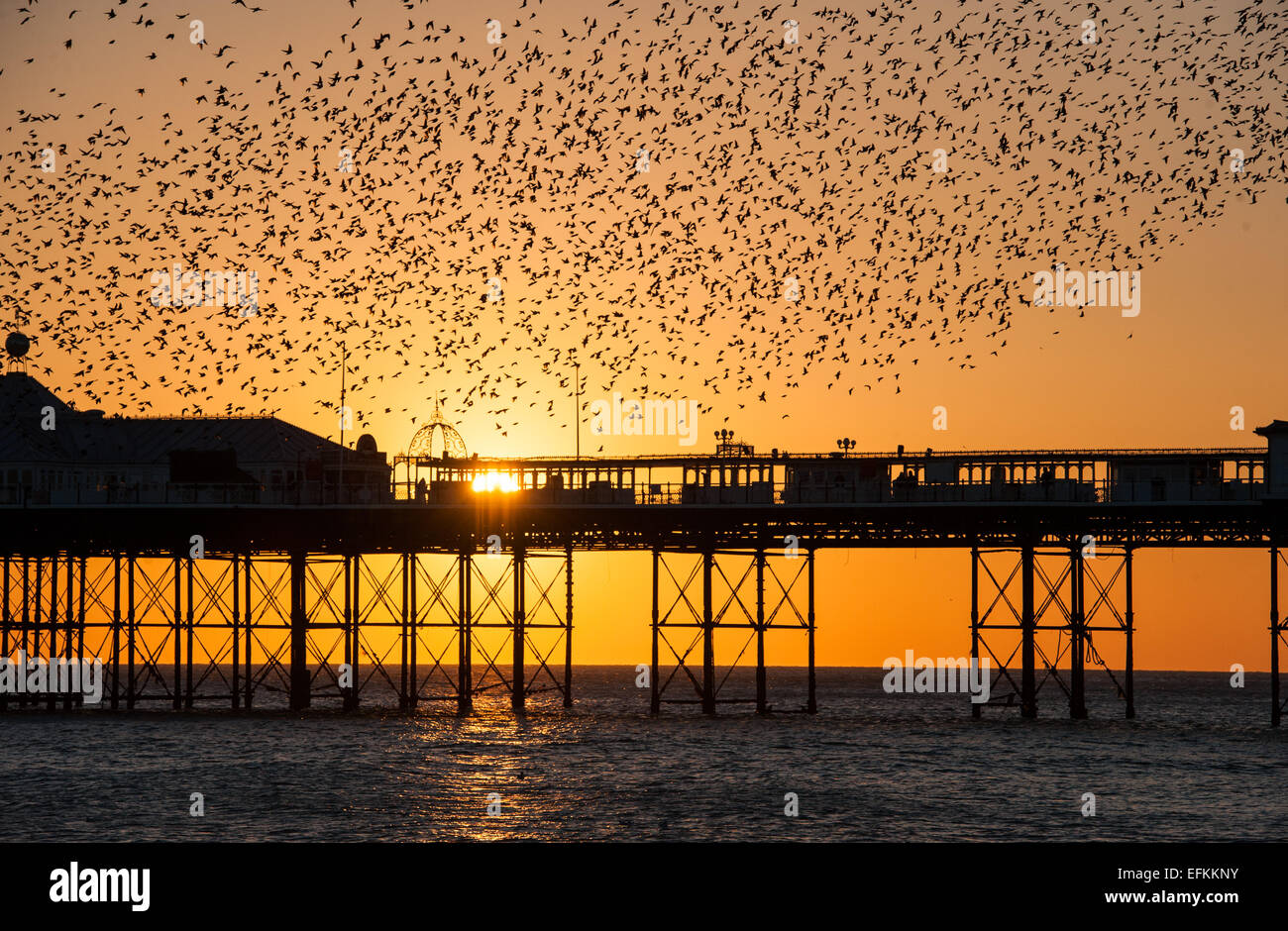Brighton, Sussex, UK. 6th February, 2015. A fabulous murmuration of ...