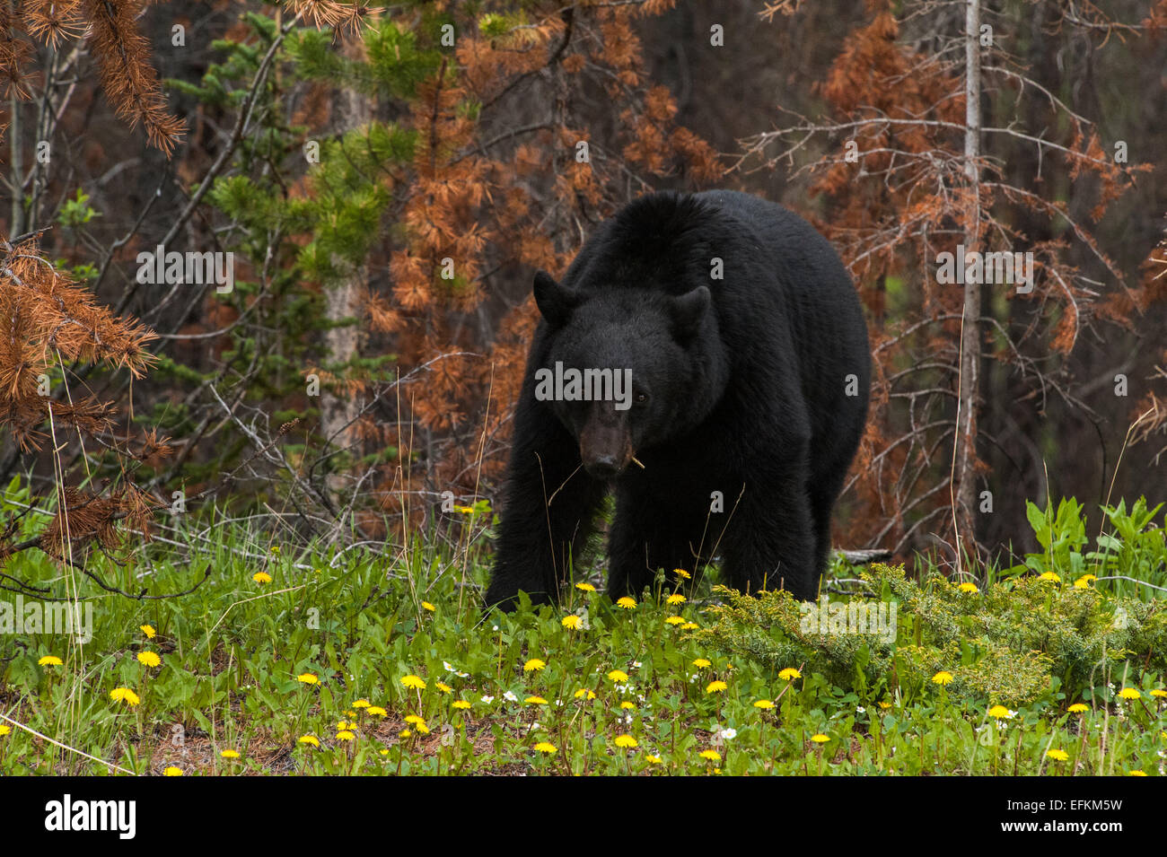 Black Bear in early spring Stock Photo - Alamy
