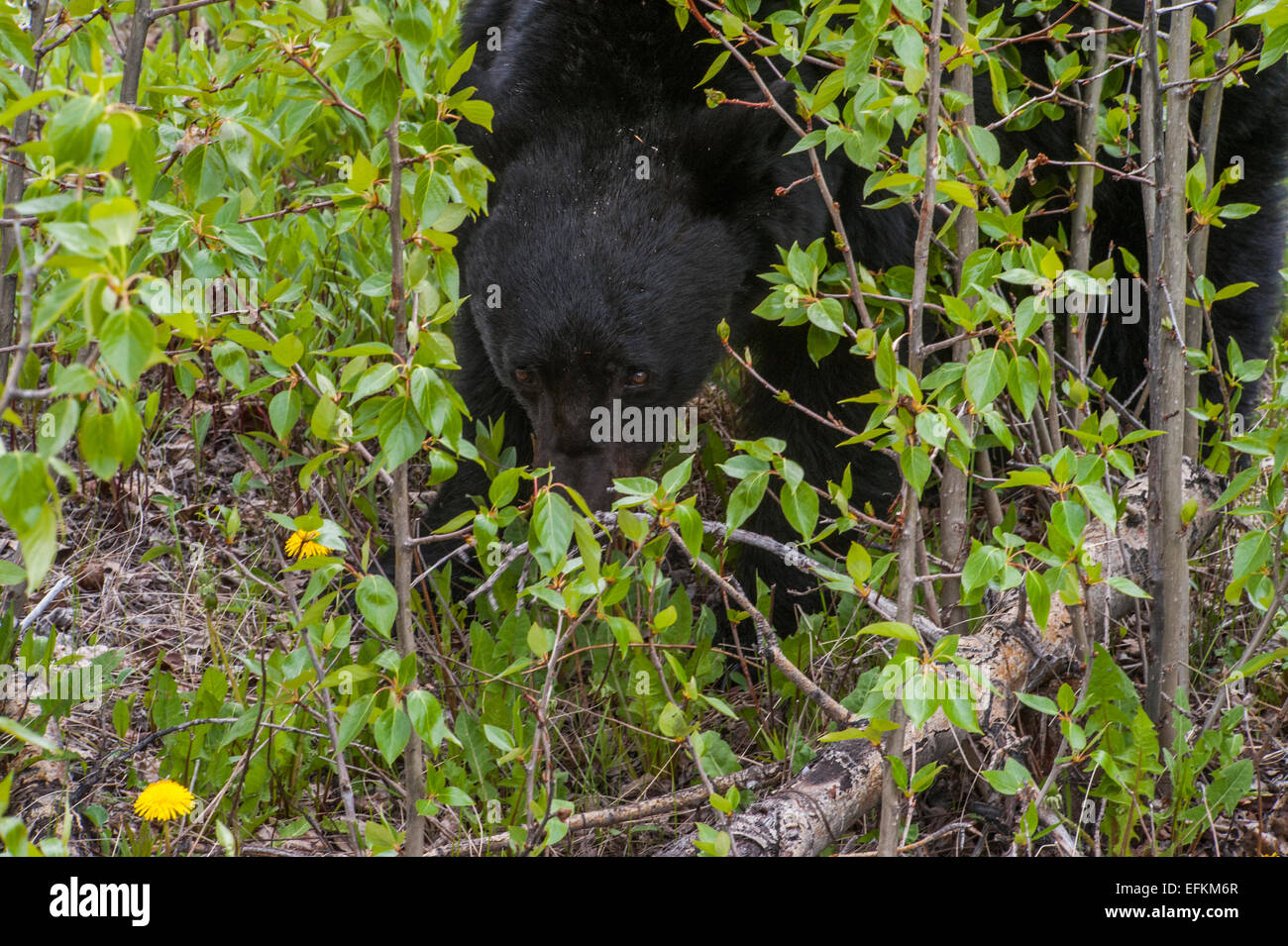 Black Bear Hiding Stock Photo - Alamy