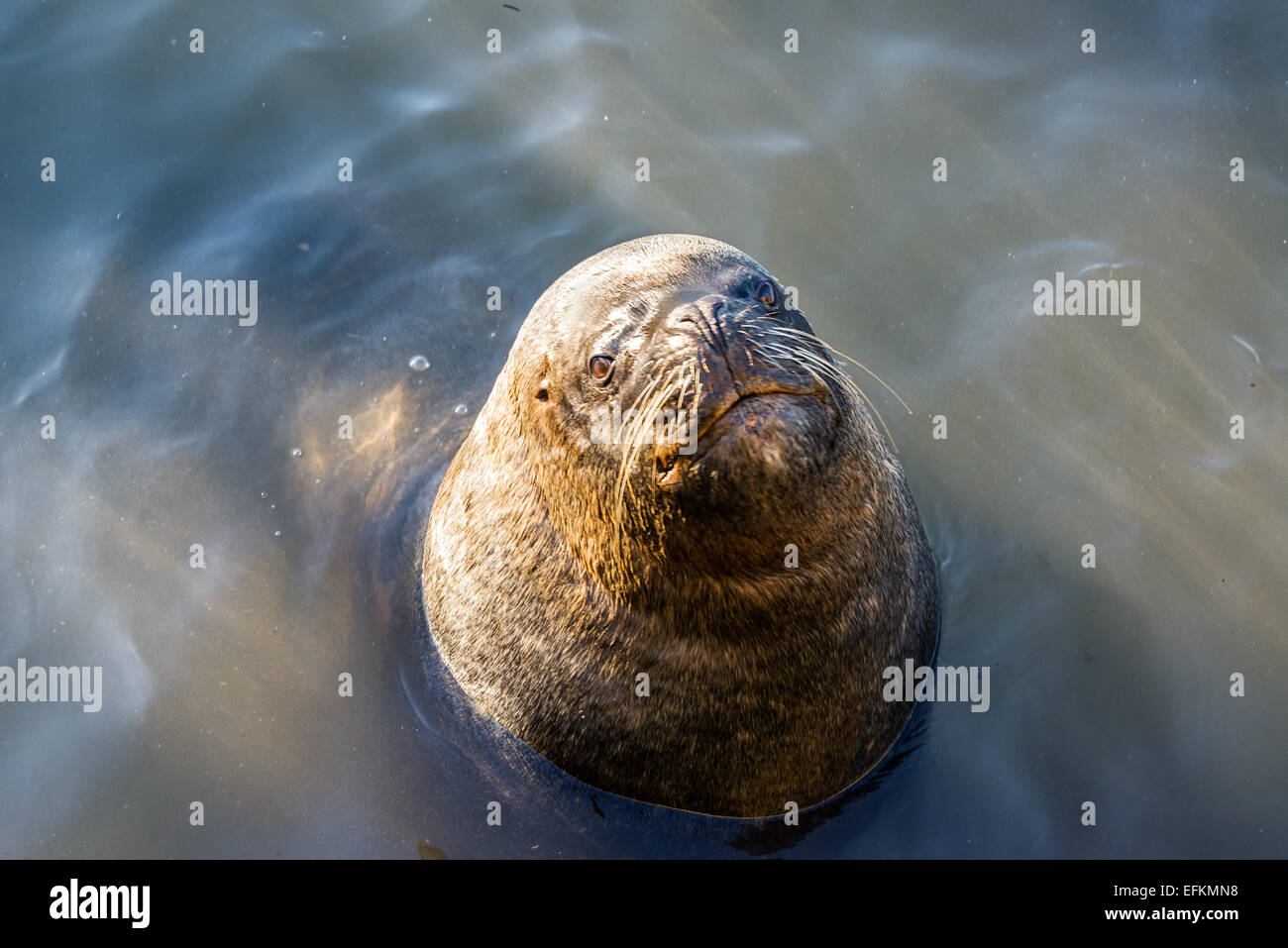 Coquimbo chile wildlife ocean animal hi-res stock photography and ...
