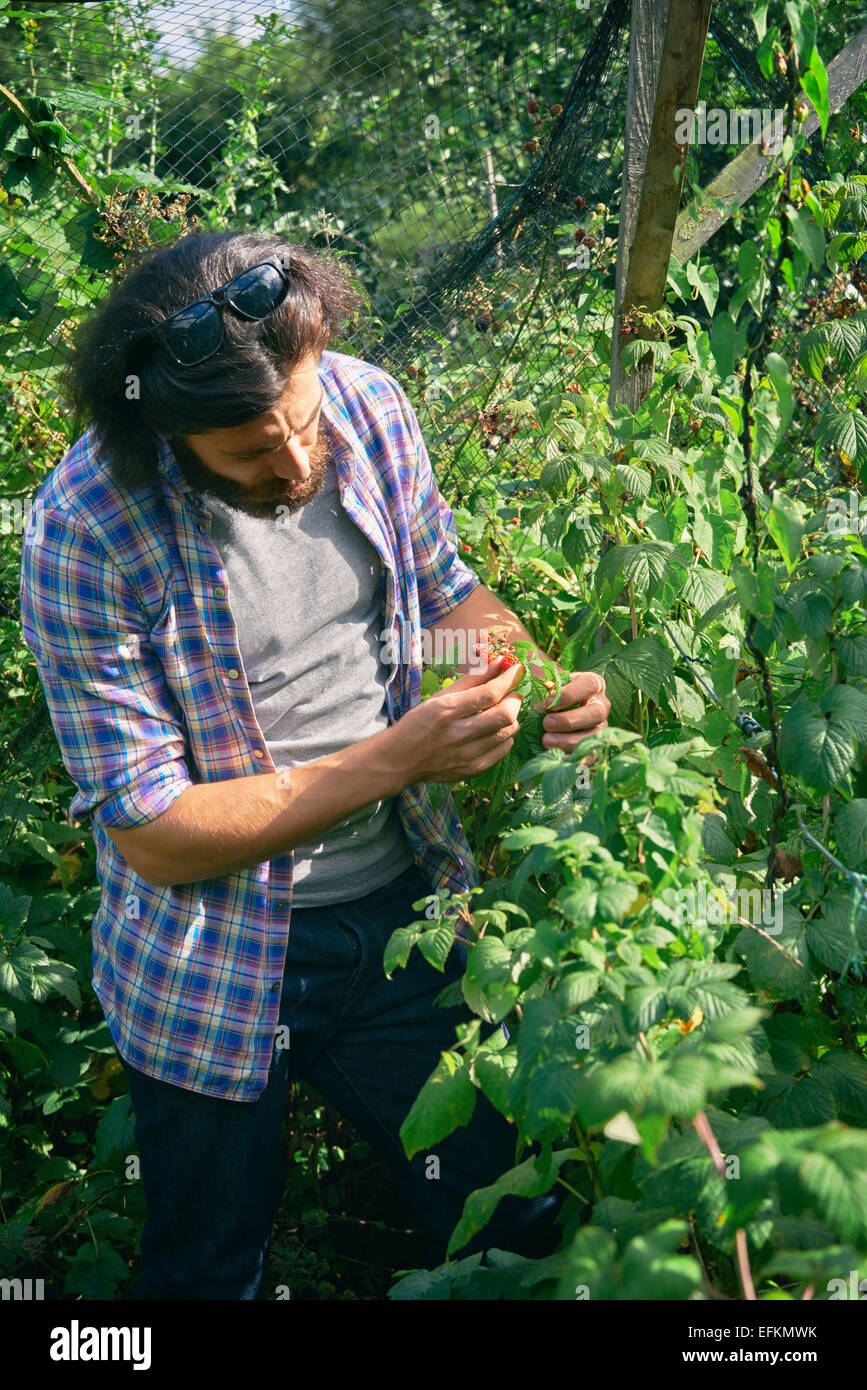 Ground picking berries hi-res stock photography and images - Alamy
