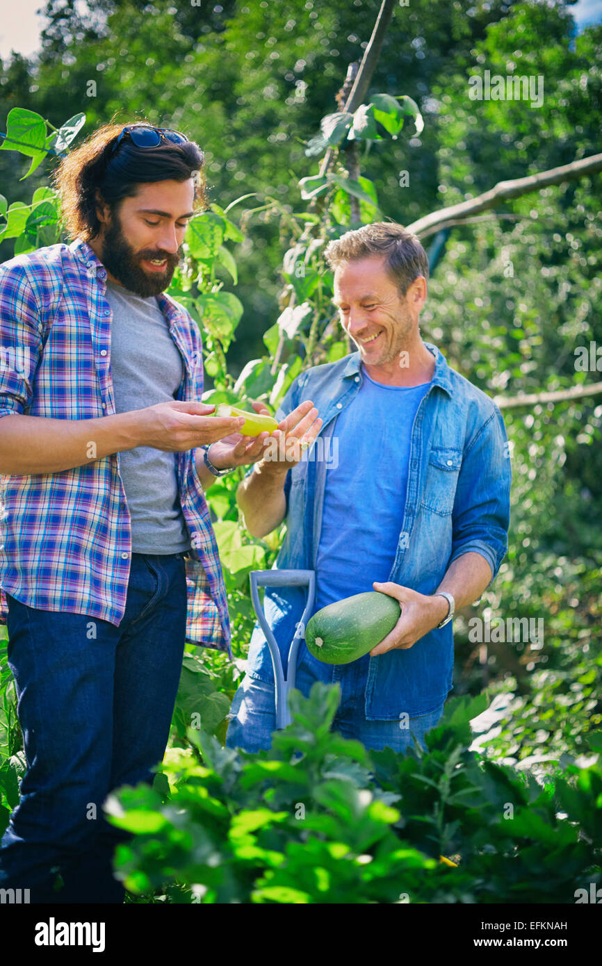 Two men comparing marrow and cucumber on allotment Stock Photo - Alamy