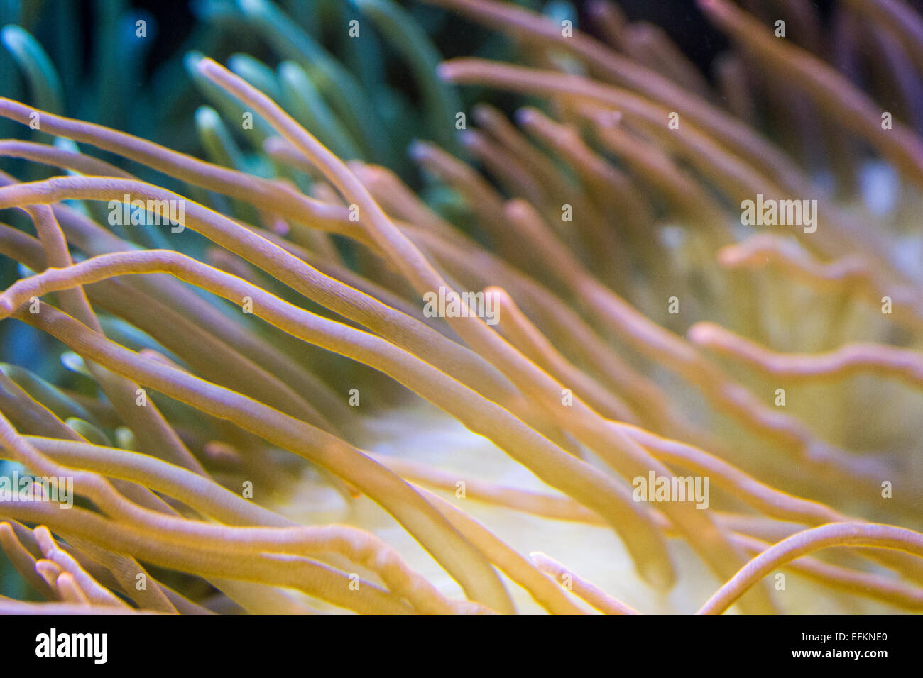 Tidal sea anemone hi-res stock photography and images - Alamy