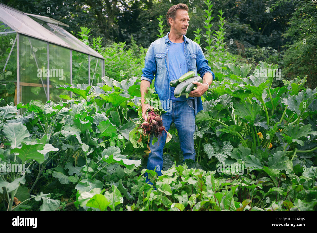 Man picking courgettes and beetroot on allotment Stock Photo - Alamy