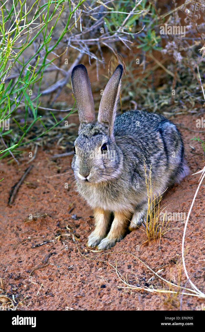 Eye of arches national park hi-res stock photography and images - Alamy