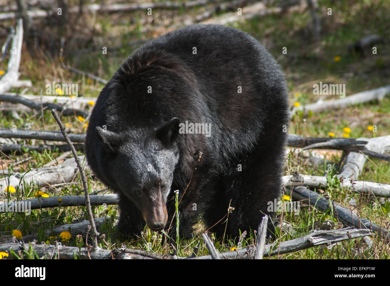 Black Bear, along the Banff - Jasper Highway, Alberta Canada Stock ...