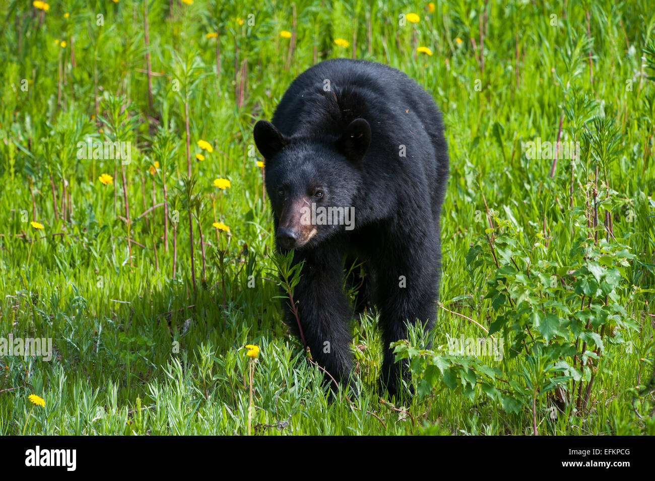 Black Bear, along the Banff - Jasper Highway, Alberta Canada Stock ...