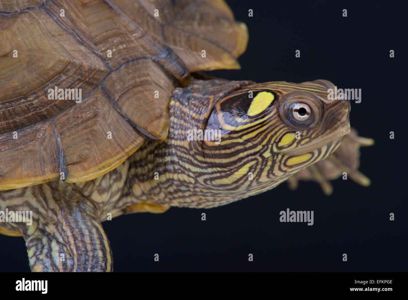 Map turtle / Graptemys ouachitensis Stock Photo - Alamy
