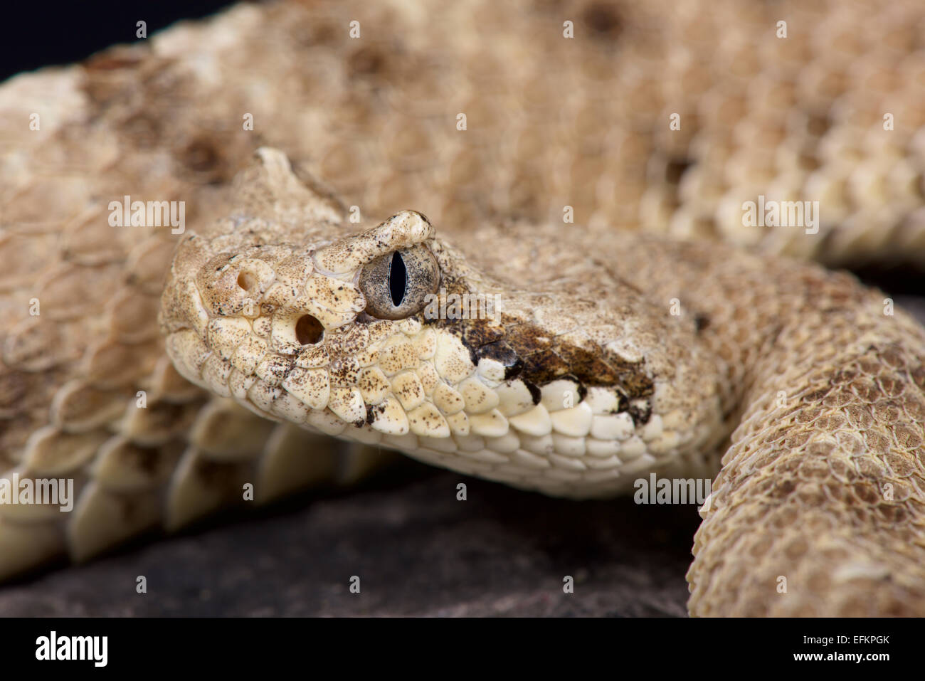 Sonoran Desert Sidewinder High Resolution Stock Photography and Images ...