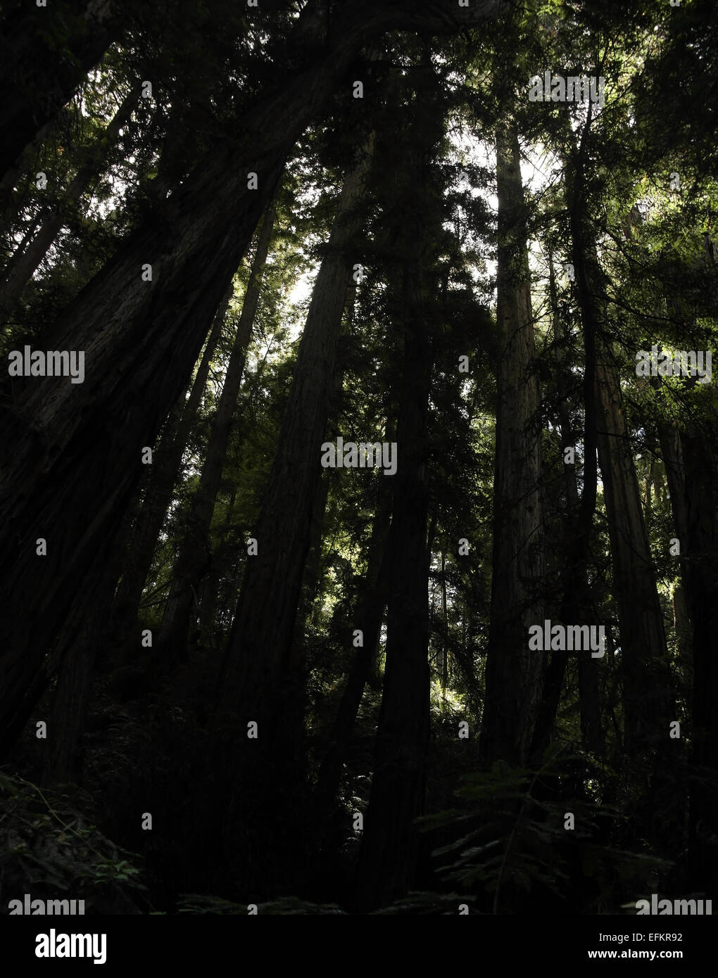 Stand of tall old growth Coast Redwoods rising to sunny blue sky above ...