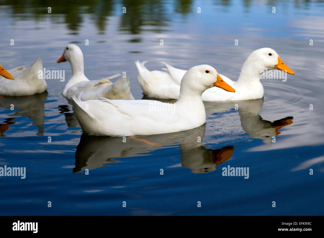Smooth and ducks hi-res stock photography and images - Alamy
