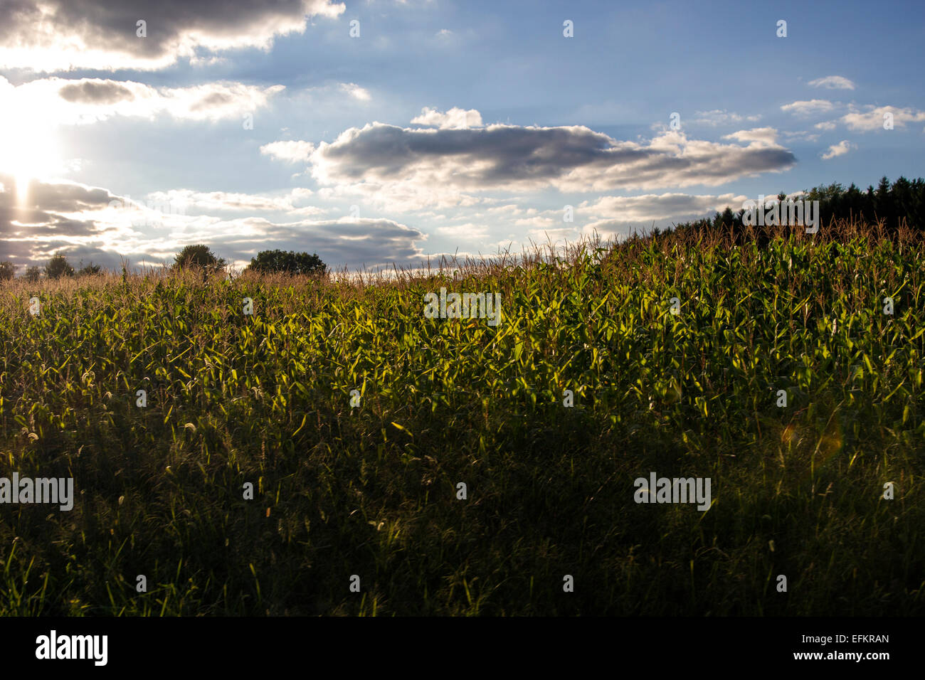 Usa pennsylvania farm sunrise hi-res stock photography and images - Alamy