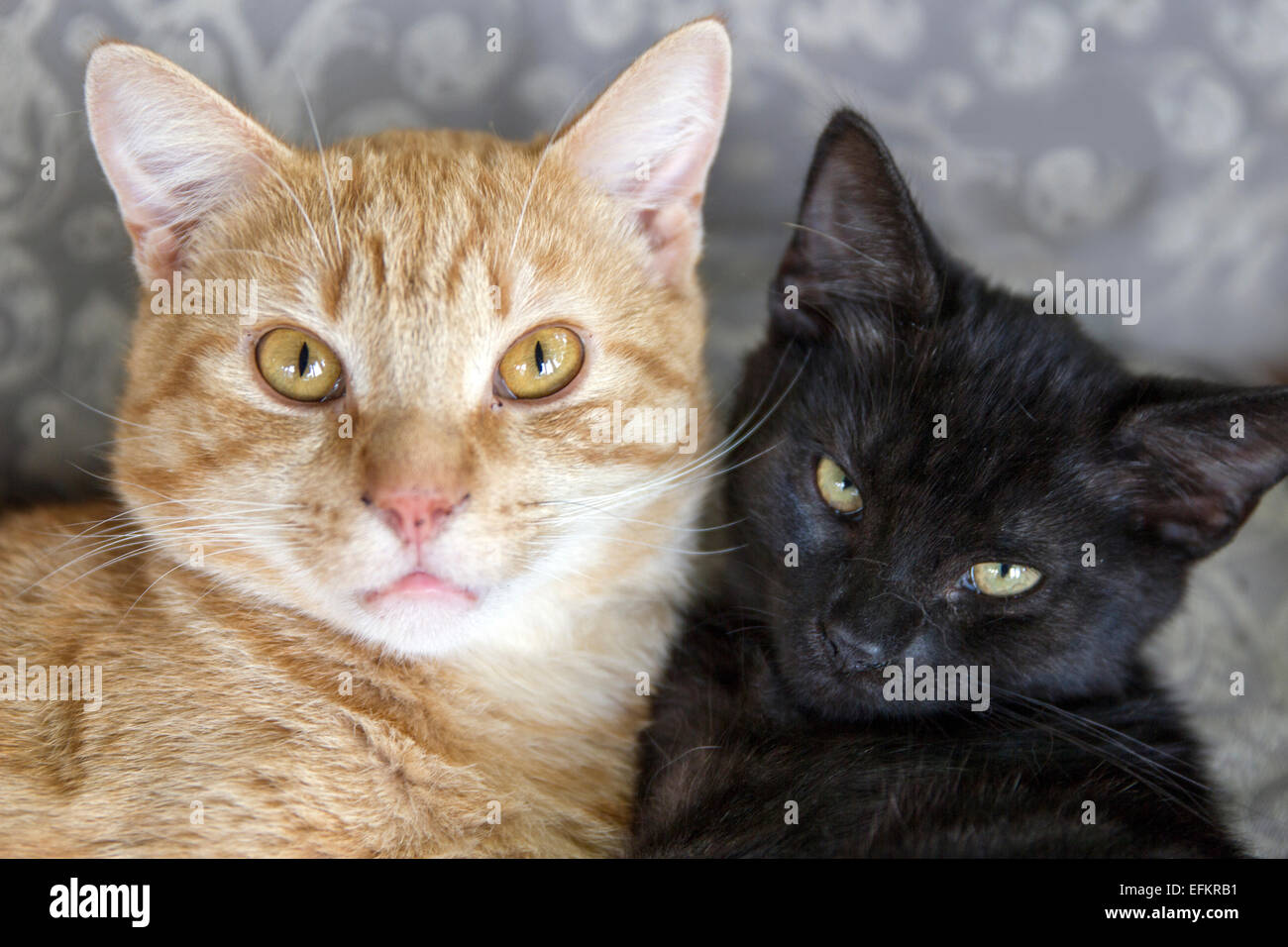Best Friends - Kittens Stock Photo - Alamy