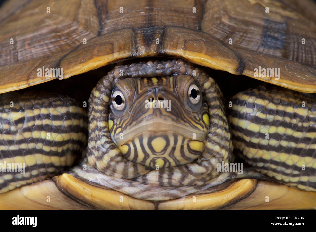 Map Turtle Stock Photos & Map Turtle Stock Images - Alamy