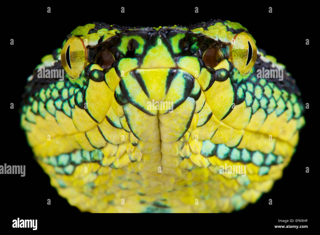Temple viper hi-res stock photography and images - Alamy