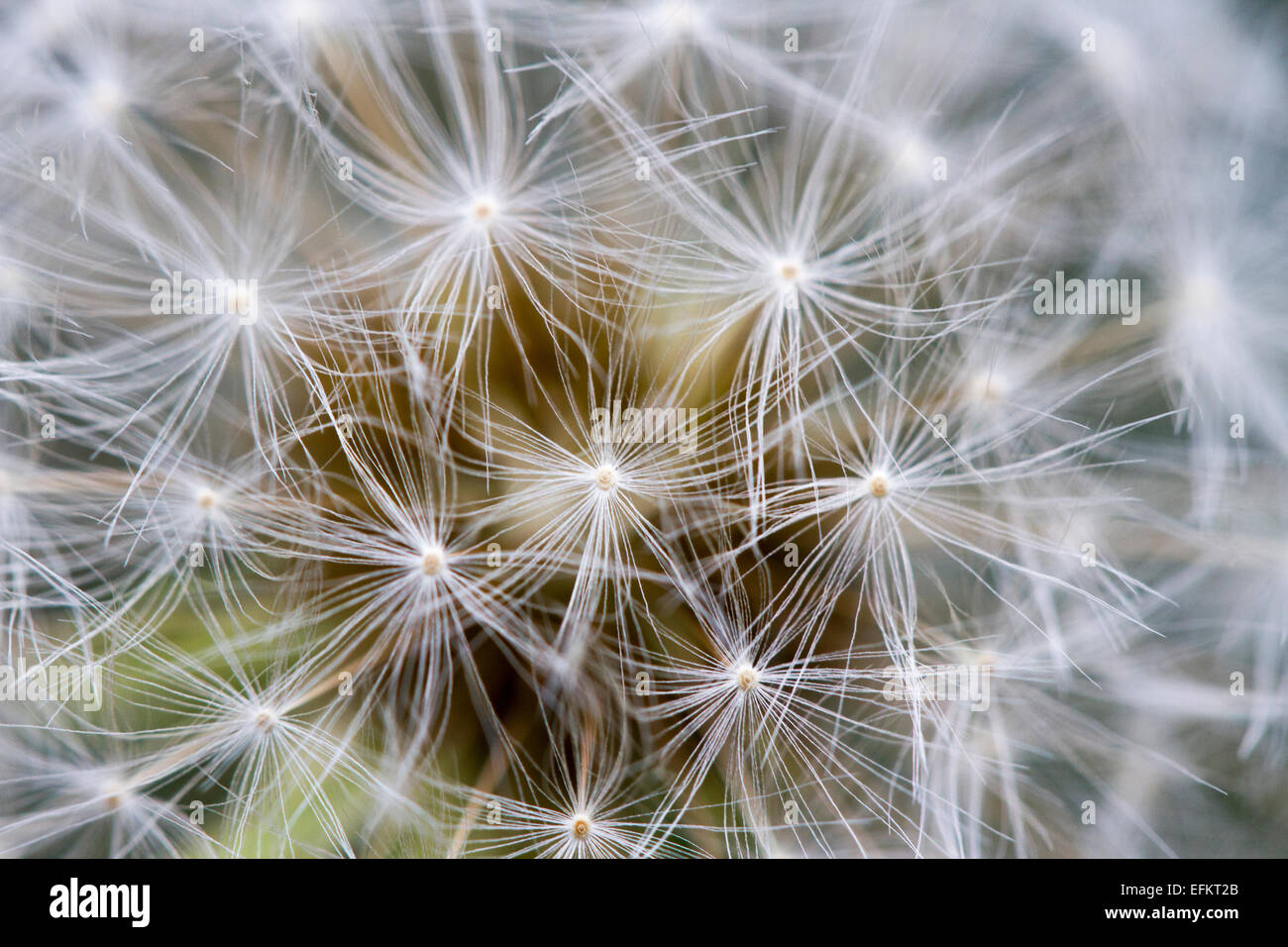 Dandelion up close Stock Photo - Alamy