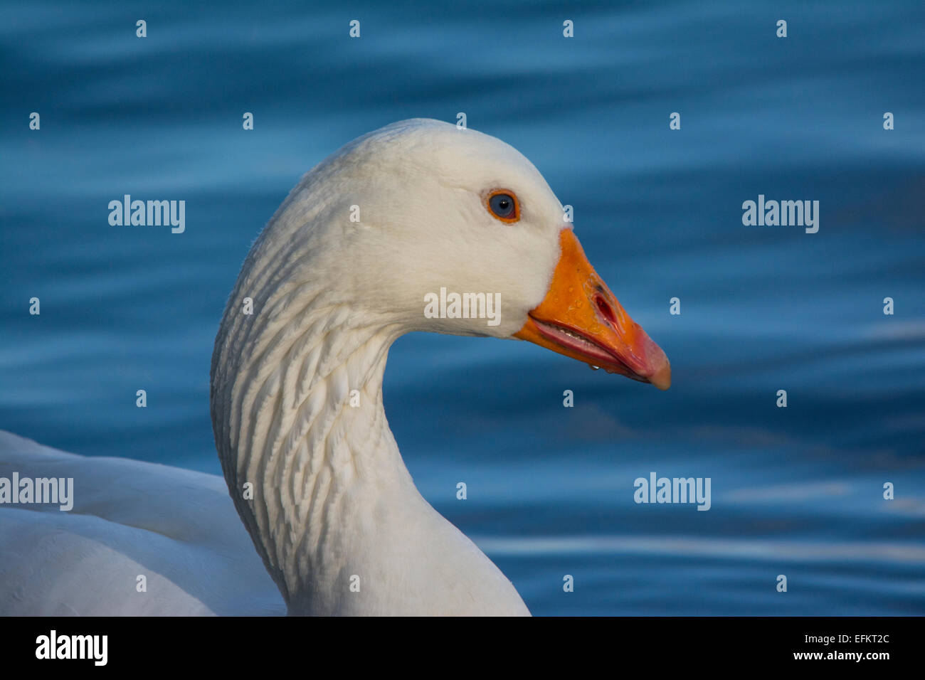 Emden goose hi-res stock photography and images - Alamy