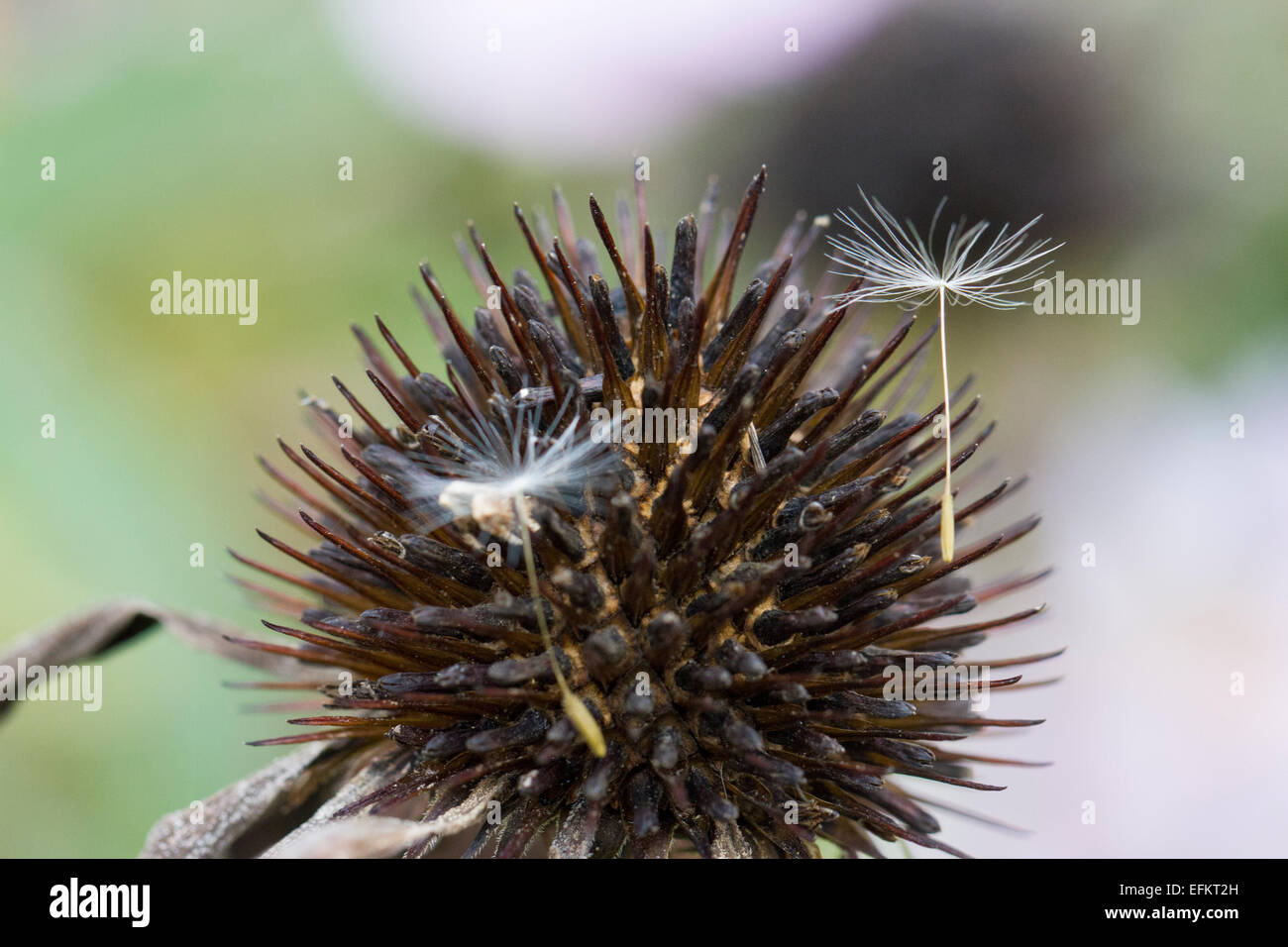 Spore pod hi-res stock photography and images - Alamy
