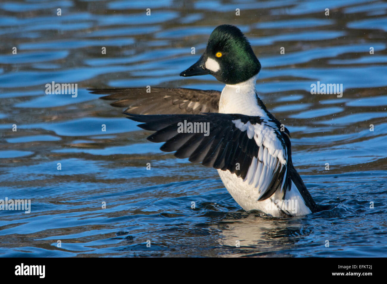 Goldeneye duck hi-res stock photography and images - Alamy