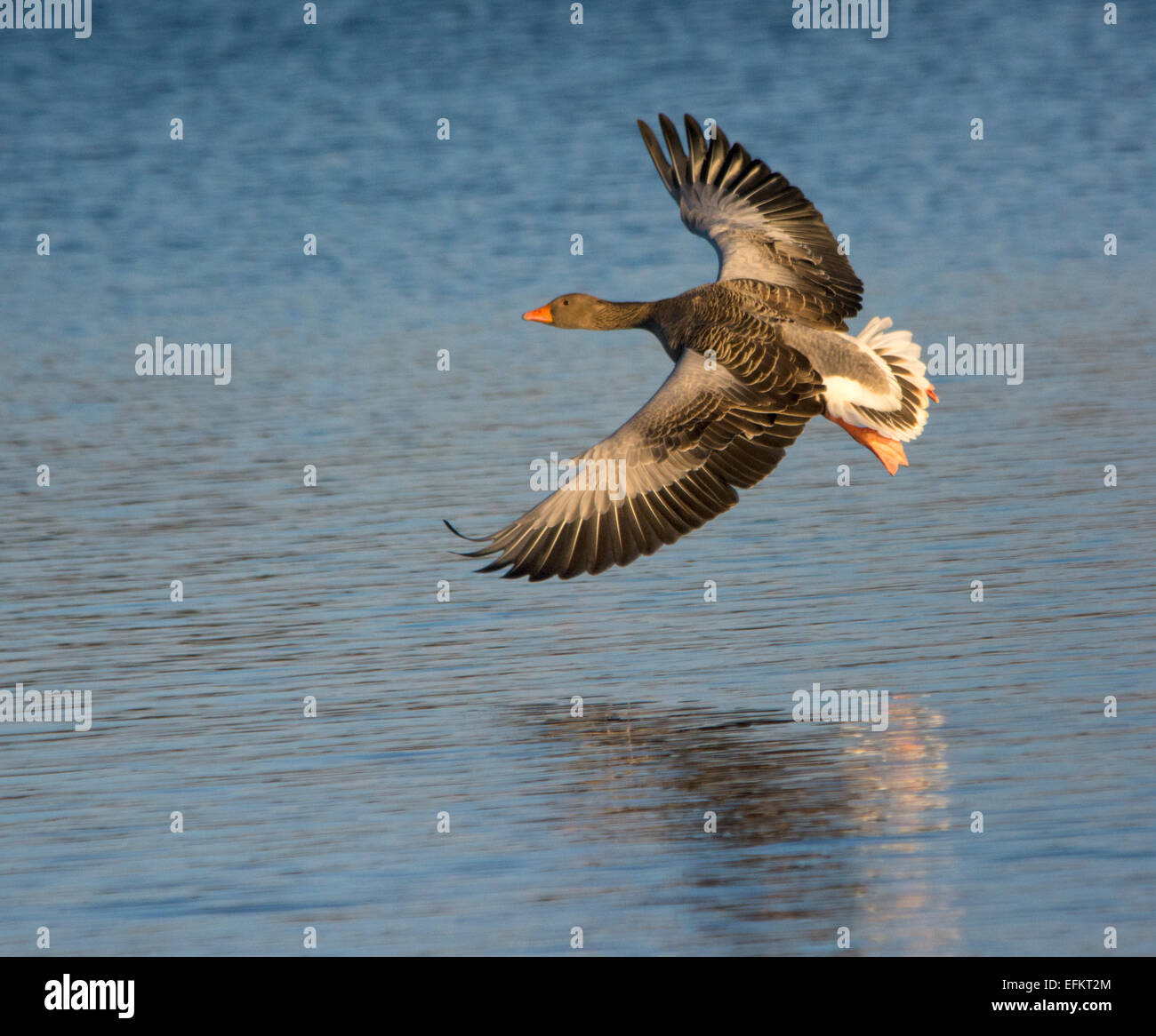 Greylag Goose In-flight Stock Photo - Alamy