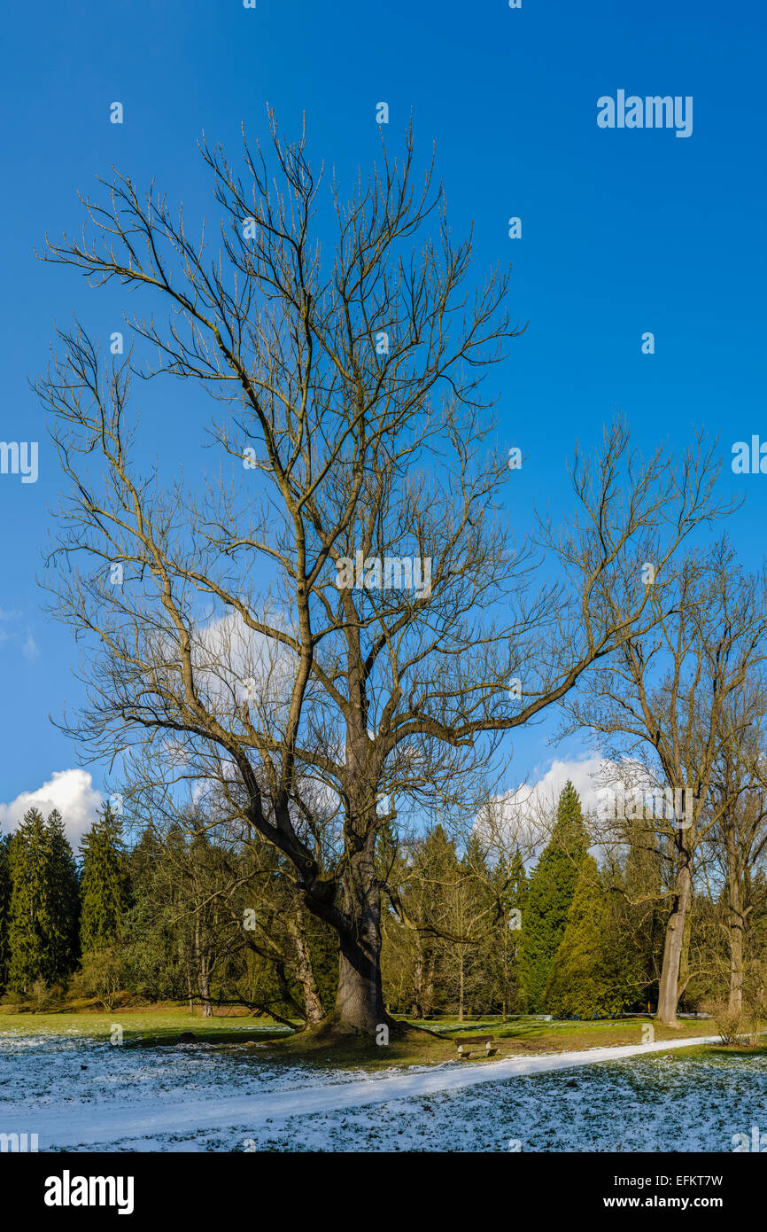 Prague, Pruhonice - chateau park huge old tree panoramic winter view ...