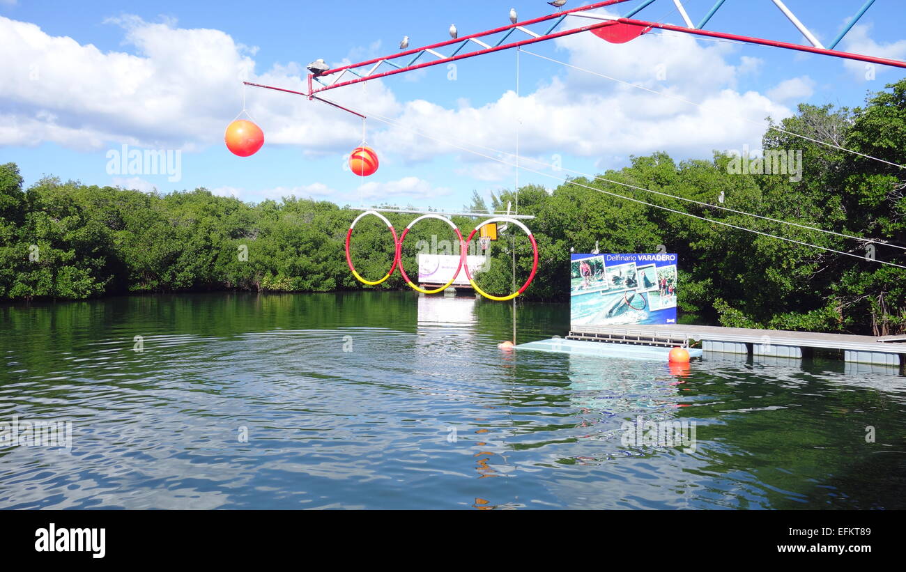 Acrobatic dolphin hi-res stock photography and images - Alamy