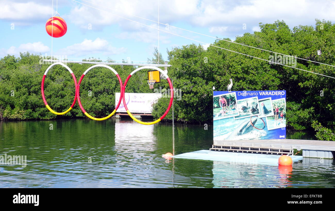 Acrobatic dolphin hi-res stock photography and images - Alamy